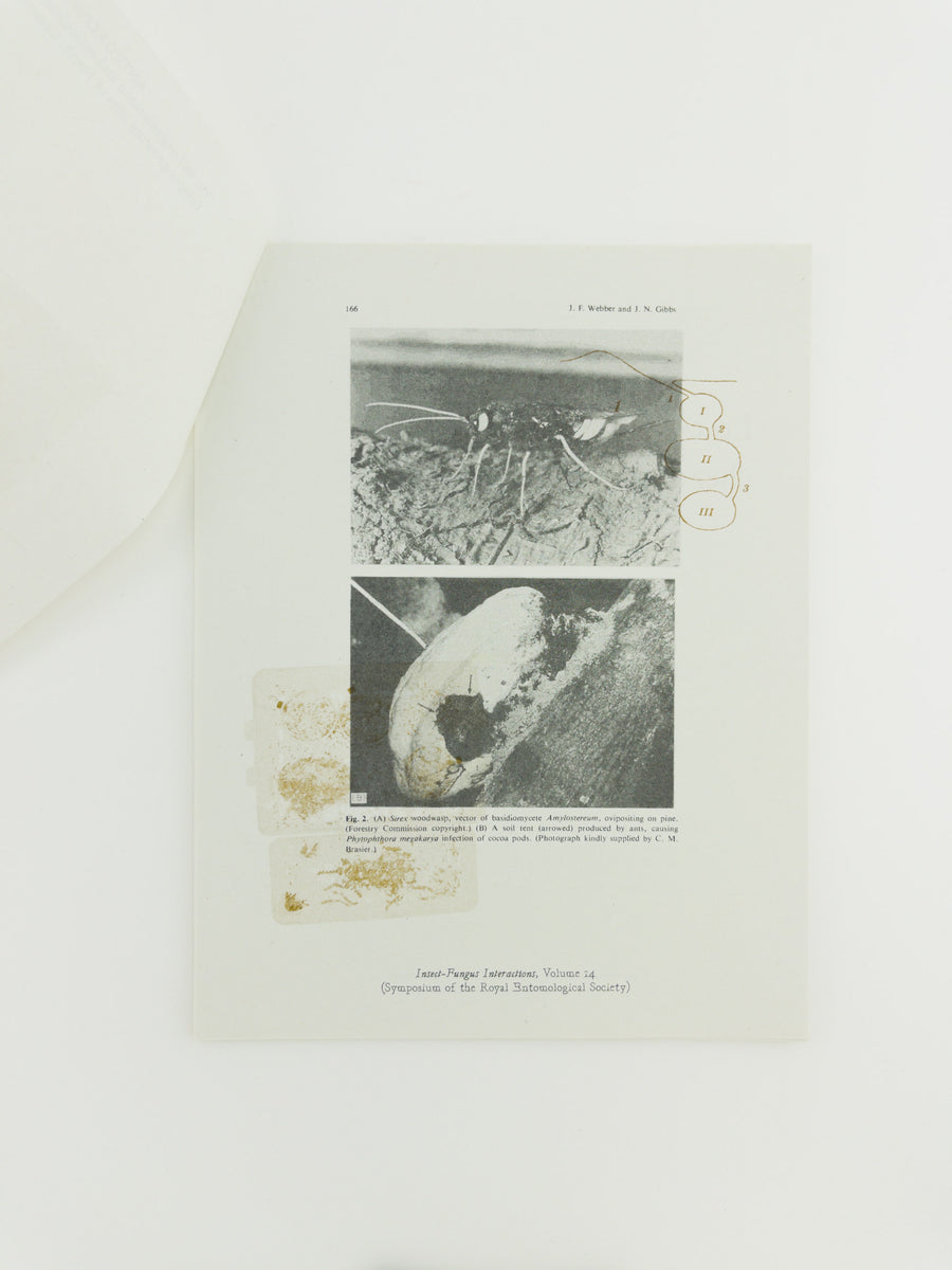 Inga – Ant(i) Economies/Alimentary Fantasy, Coprophagic Communism, and ...