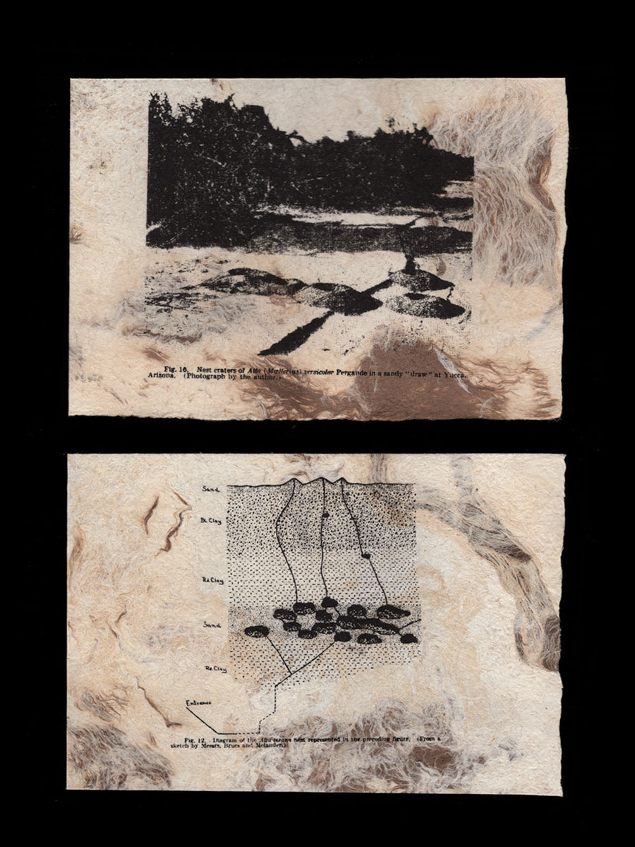 Inga – Leafcutter ant diagram prints