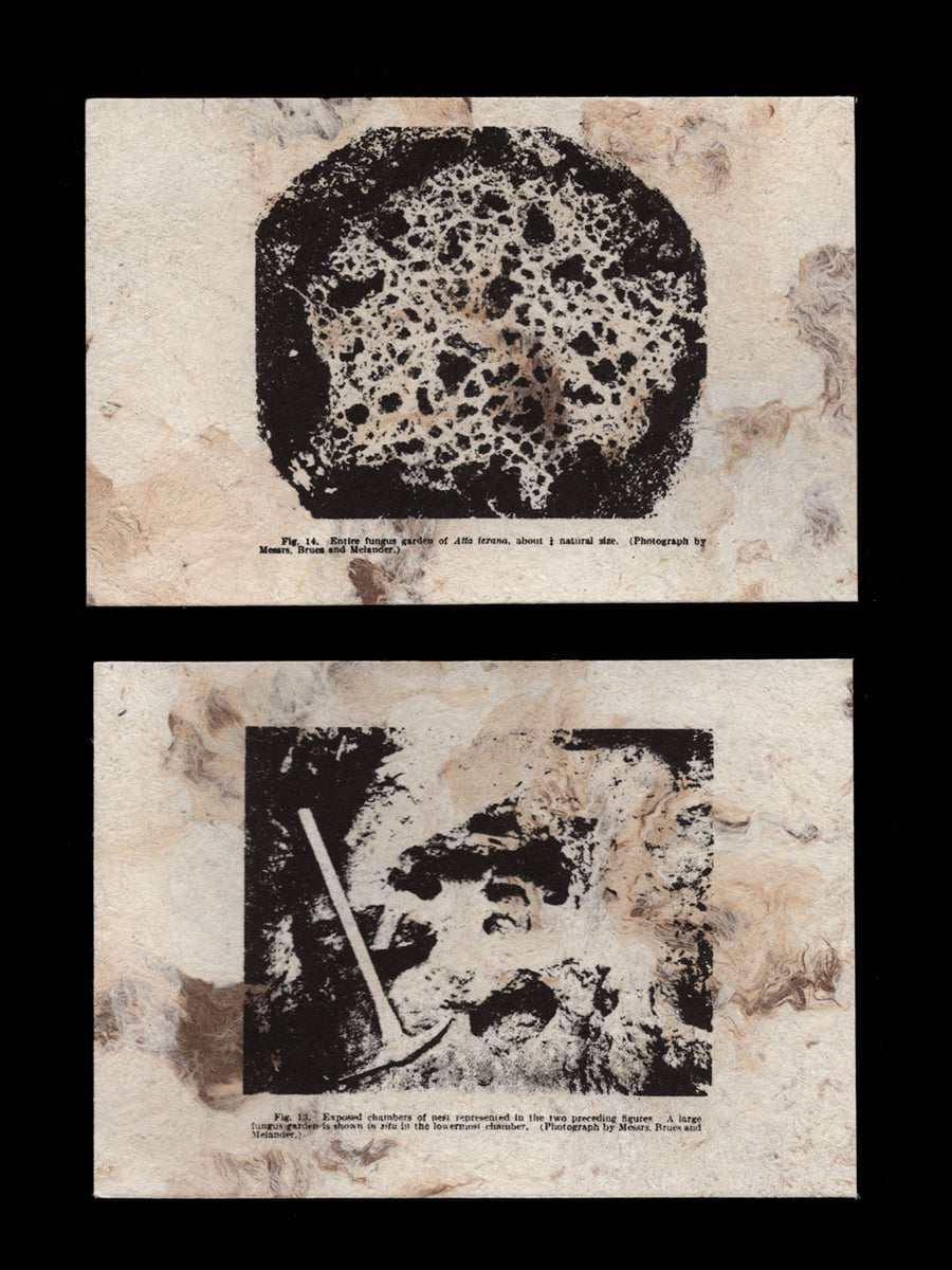 Inga – Leafcutter ant diagram prints
